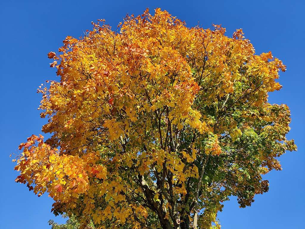 The Best Trees for Commercial Properties in Greater Chicago