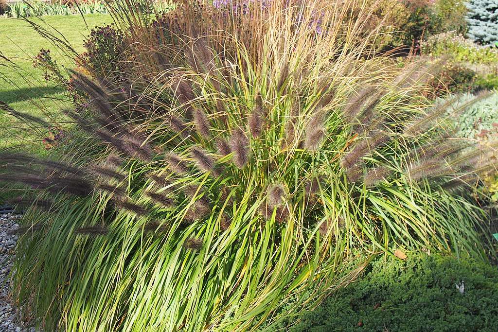Tips to Using Ornamental Grasses in Landscaping: Plus 5 Types to Choose ...