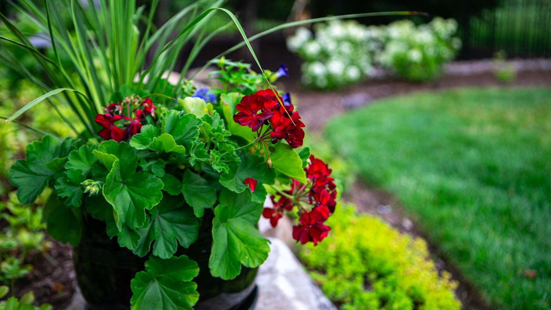 Best Container Garden Plants for Sun and Shade